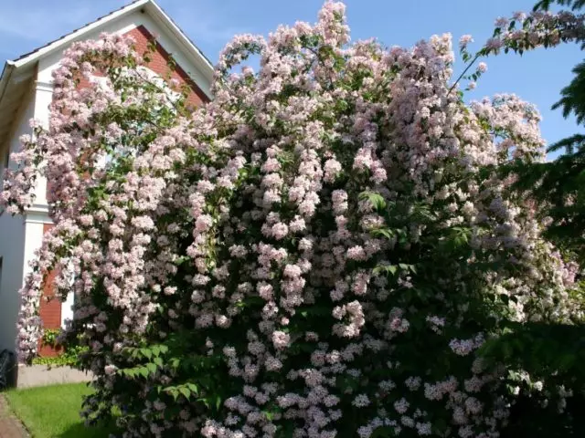 Kolkwitzia adorable (agradable, maravilloso, Kolkwitzia amabilis): plantación y cuidado en campo abierto, en la región de Moscú, reproducción, poda 14123_8