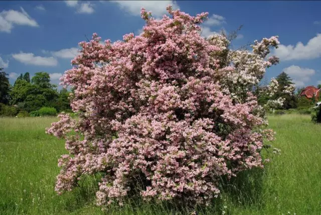 Kolkwitzia apik banget (nyenengake, apik banget, Kolkwitzia amabilis): tanduran lan perawatan ing lapangan, ing wilayah Moskow, reproduksi, pruning 14123_9