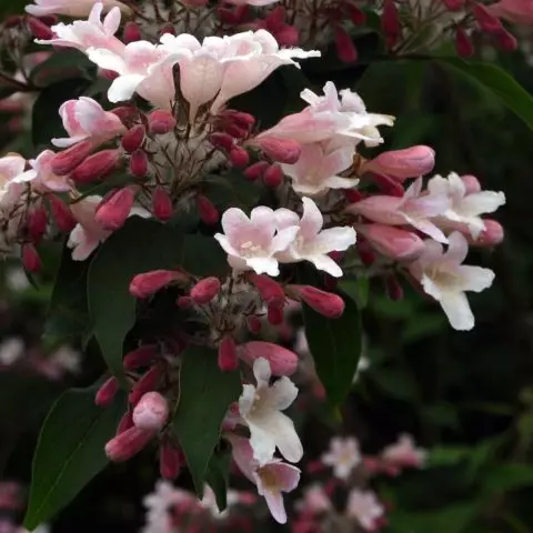 Kokwitzia Cloud Pink ທີ່ ໜ້າ ຮັກ (kolkwitzia Pink Cloud): ການປູກແລະບົວລະບັດ, ເຕີບໃຫຍ່ 14126_1