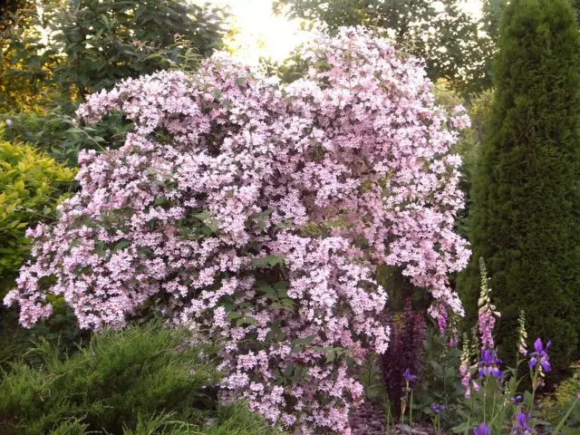 Kolkwitzia adorável Pink Cloud (Kolkwitzia Pink Cloud): plantando e cuidando, crescendo 14126_3