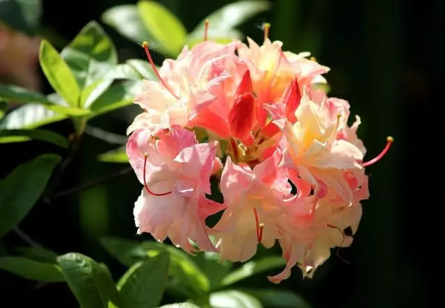 Deciduous rhododendron: description, varieties, planting and care, photos 14130_1