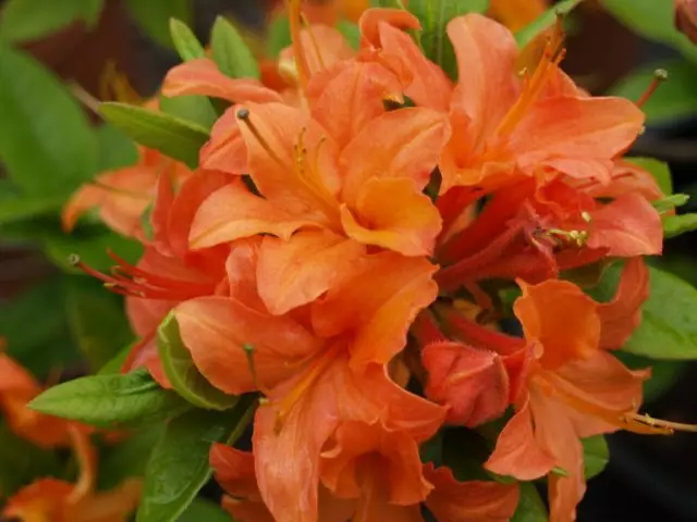 Deciduous rhododendron: description, varieties, planting and care, photos 14130_12