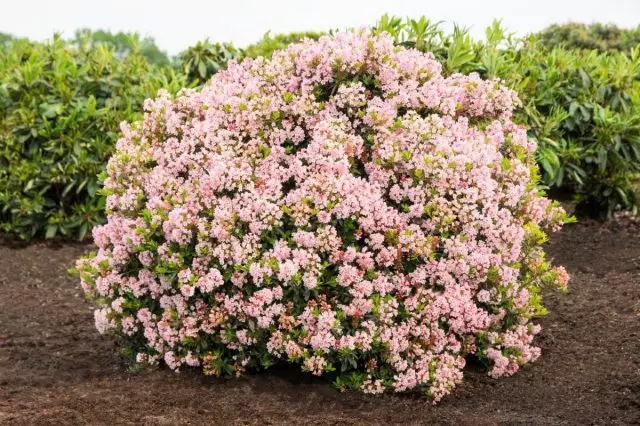 Deciduous rhododendron: description, varieties, planting and care, photos 14130_19