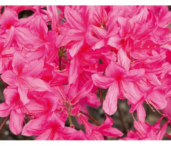 Deciduous rhododendron: description, varieties, planting and care, photos 14130_24