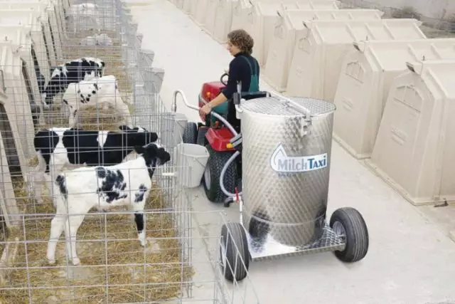 Mælketaxi til kalvefodring: hvad det er, fordele og ulemper, brug 14157_2