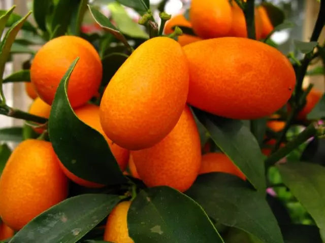 Kumquat (kinkan, fortunella): wéi eng Uebst ass et, wéi giess se, wou et wiisst, Kaloriegehalt, nëtzlech Properties 14323_1