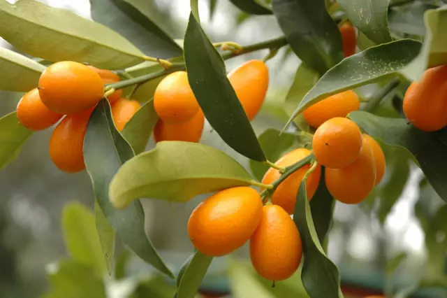 Kumquat (kinkan, fortunella): karazana voankazo inona izy io, ahoana no fihinanana azy, toerana itomboany, atiny misy kaloria, fananana ilaina 14323_2