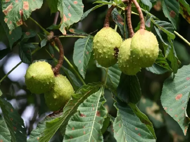 Horse chestnut tincture: benefits and harms, recipes, applications, reviews 1439_3