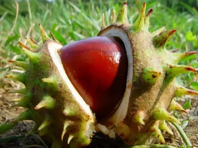 Horse chestnut tincture: benefits and harms, recipes, applications, reviews 1439_8