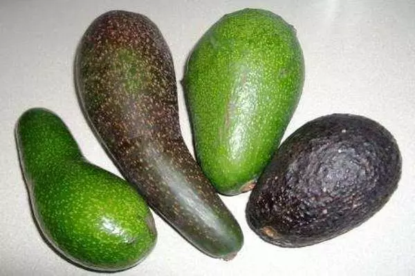 Jinsi avocado inakua katika maumbile na katika nchi gani inalimwa 1442_7