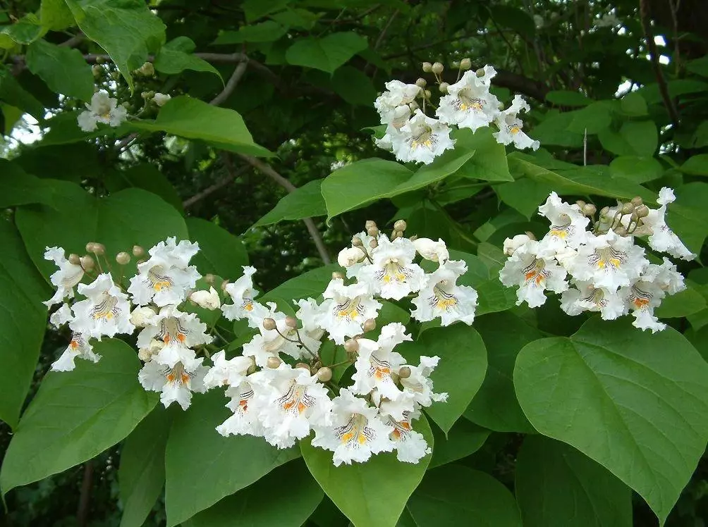 Catalpa: banliyölerde iniş ve bakım, incelemeler