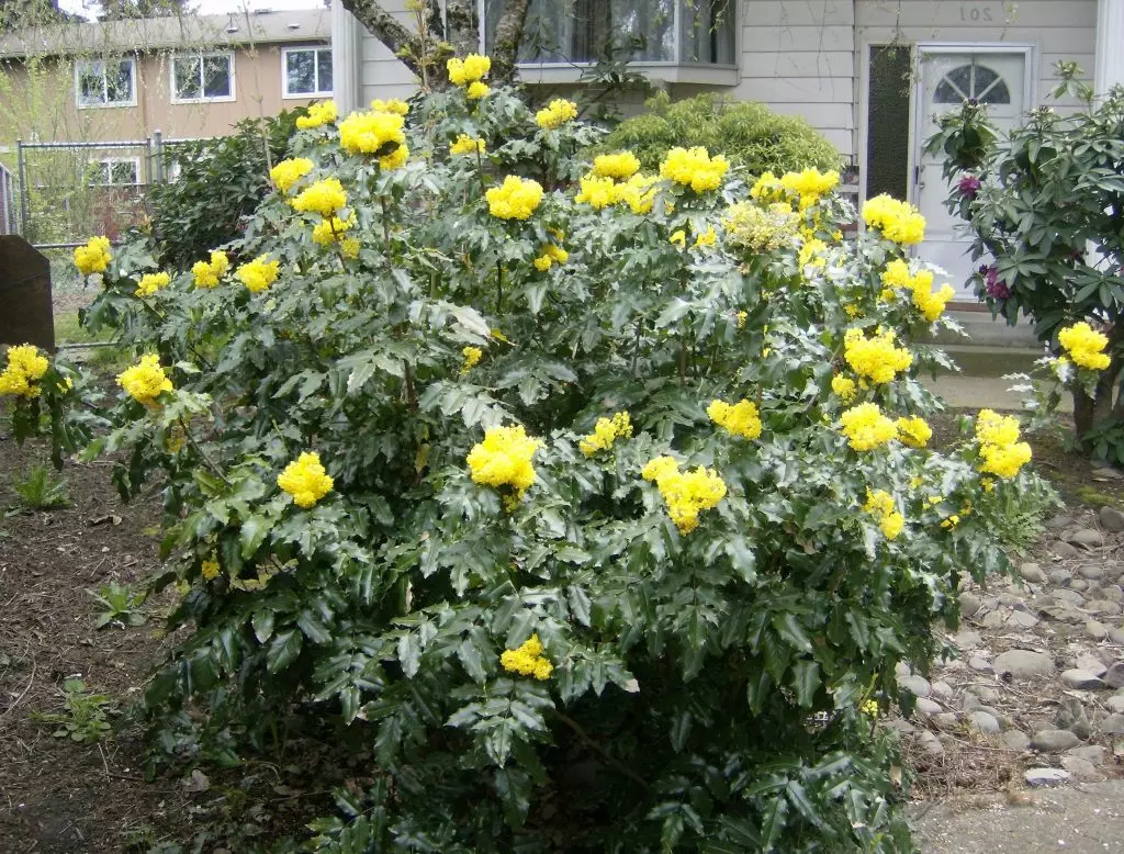 Mahonia kutsal: açık alanda dikim ve bakım, fotoğraf, açıklama, çeşitleri, nakli türleri, nasıl yayılır