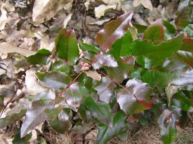 Grèvol de Mahonia: plantació i cura a camp obert, foto, descripció, varietats, tipus de trasplantament, com propagar-se 14564_22