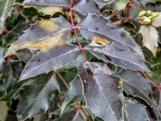 Grèvol de Mahonia: plantació i cura a camp obert, foto, descripció, varietats, tipus de trasplantament, com propagar-se 14564_25