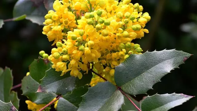 Mahonia Holly: stādīšana un kopšana atklātā laukā, foto, apraksts, šķirnes, transplantācijas veidi, kā pavairot 14564_3