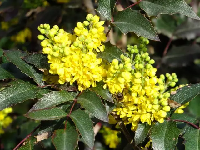 Mahonia -kristtorn: plantning og pleje i det åbne felt, foto, beskrivelse, sorter, transplantationstyper, hvordan man formerer sig 14564_5