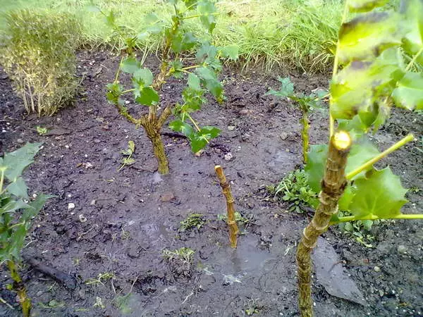 Mahonia holly: plantación y cuidado en campo abierto, foto, descripción, variedades, tipos de trasplante, cómo propagar. 14564_6