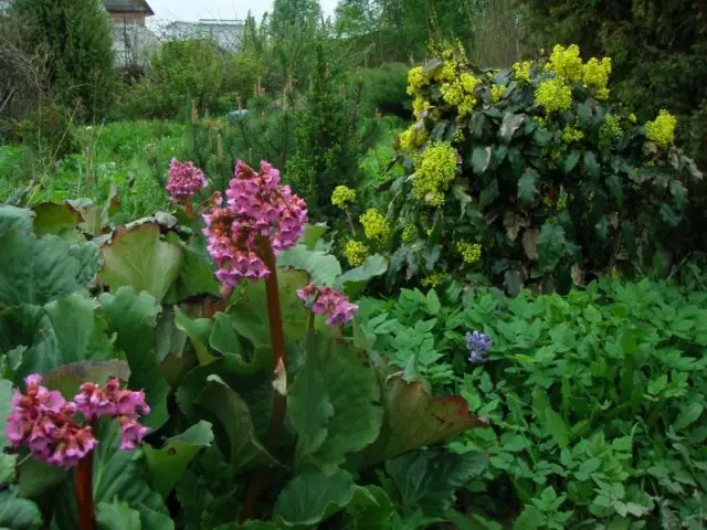 Celyn Mahonia: plannu a gofalu yn y cae agored, llun, disgrifiad, amrywiaethau, mathau o drawsblaniad, sut i luosogi 14564_8