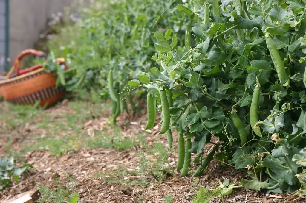 Cómo alimentar guisantes en campo abierto: después de la germinación, para una buena cosecha, para el crecimiento.