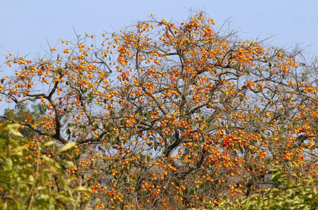 পার্সিমোন: এটি কীভাবে এবং কোথায় রাশিয়ায় বৃদ্ধি পায়, কোন দেশে, এটি কীভাবে ফুল ফোটে, ফটো, বেরি বা ফল 1458_1