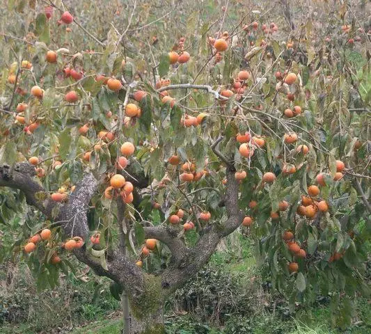 پرسیممون: دا څنګه او چیرته په روسیه کې وده کوي ، په کومو هیوادونو کې ، دا څنګه ګل کیږي ، عکس ، بیر یا میوه 1458_10