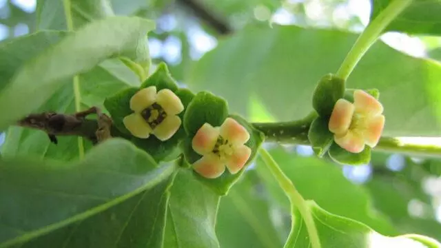 পার্সিমোন: এটি কীভাবে এবং কোথায় রাশিয়ায় বৃদ্ধি পায়, কোন দেশে, এটি কীভাবে ফুল ফোটে, ফটো, বেরি বা ফল 1458_11