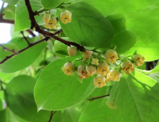 পার্সিমোন: এটি কীভাবে এবং কোথায় রাশিয়ায় বৃদ্ধি পায়, কোন দেশে, এটি কীভাবে ফুল ফোটে, ফটো, বেরি বা ফল 1458_12