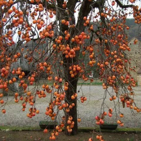 Persimmon: jak i gdzie rośnie w Rosji, w jakich krajach, jak kwitnie, zdjęcie, jagoda lub owoce 1458_15