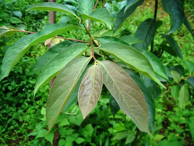 পার্সিমোন: এটি কীভাবে এবং কোথায় রাশিয়ায় বৃদ্ধি পায়, কোন দেশে, এটি কীভাবে ফুল ফোটে, ফটো, বেরি বা ফল 1458_2