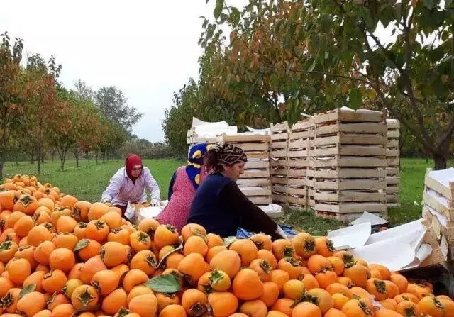 البرسيمون: كيف وأين ينمو في روسيا ، وفي أي بلدان ، وكيف تزهر ، أو الصورة ، أو التوت أو الفاكهة 1458_6