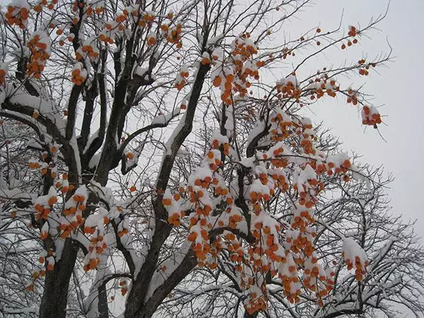 Persimmon: li Rûsyayê çawa û li ku derê mezin dibe, li kîjan welatan, ew çawa şîn dibe, wêne, berry an fêkî 1458_7