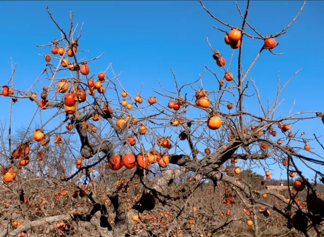 Persimmon: momwe amakulira ku Russia, ndi mayiko ati, momwe imaphukira, chithunzi, mabulosi kapena zipatso 1458_8