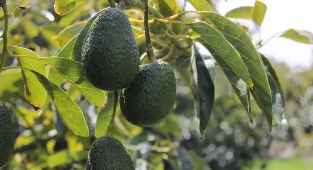 Nzira yekumhanyisa avocado kumba: neiko uye kupi kwekuiisa kuitira kuibva 1459_1