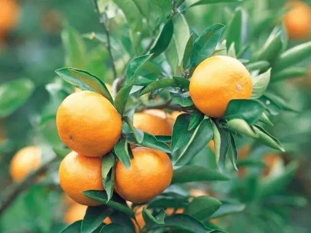 Bii o ṣe le dagba tangerine lati egungun ni ile: awọn fọto, awọn fidio, awọn atunwo 1464_2