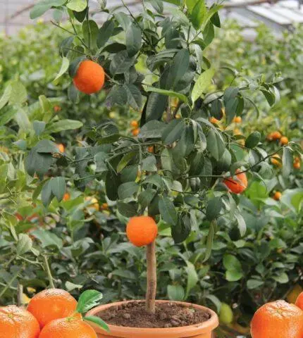 Bii o ṣe le dagba tangerine lati egungun ni ile: awọn fọto, awọn fidio, awọn atunwo 1464_4