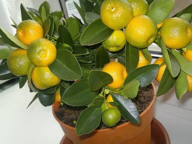 Bii o ṣe le dagba tangerine lati egungun ni ile: awọn fọto, awọn fidio, awọn atunwo 1464_6