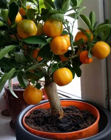 Bii o ṣe le dagba tangerine lati egungun ni ile: awọn fọto, awọn fidio, awọn atunwo 1464_7