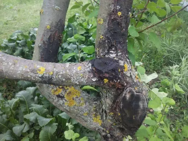 Schimmel (Pilz) an einem Apfelbaum: wie loswerden, Video, was zu tun ist, wie zu verarbeiten 1466_1