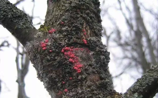 Schimmel (Pilz) an einem Apfelbaum: wie loswerden, Video, was zu tun ist, wie zu verarbeiten 1466_14