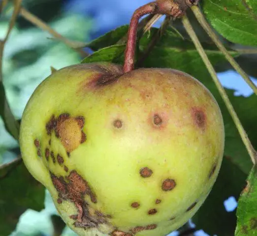 Schimmel (Pilz) an einem Apfelbaum: wie loswerden, Video, was zu tun ist, wie zu verarbeiten 1466_3