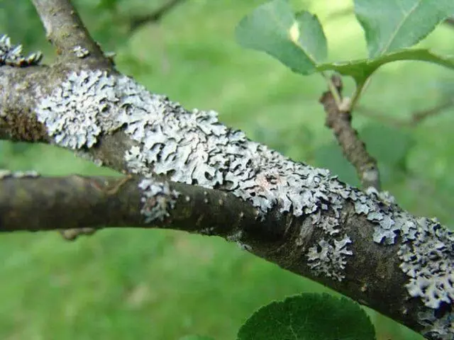 苹果树上的霉菌（真菌）：如何摆脱，视频，做什么，如何处理 1466_4