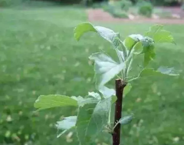 Acuan (kulat) pada pokok epal: cara menyingkirkan, video, apa yang perlu dilakukan, cara memproses 1466_8