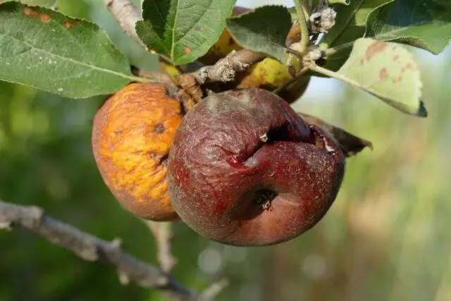 Plesen (gliva) na jablani: kako se znebiti, video, kaj storiti, kako obdelati 1466_9