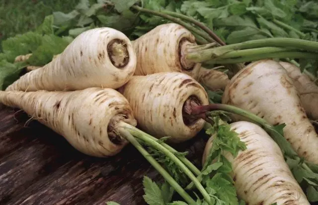 Parsnip (sayuran): foto, kaya apa, mupangat kesehatan lan cilaka, aplikasi 14737_2