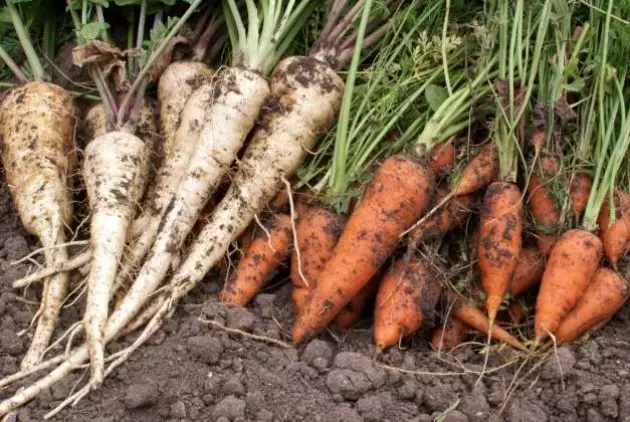 Chirivía (vegetal): foto, cómo se ve, beneficios y daños para la salud, aplicación 14737_3