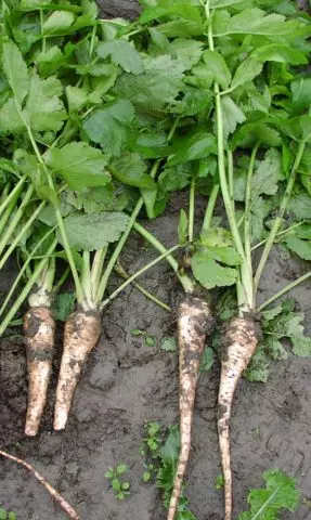 Parsnip (sayuran): foto, kaya apa, mupangat kesehatan lan cilaka, aplikasi 14737_7