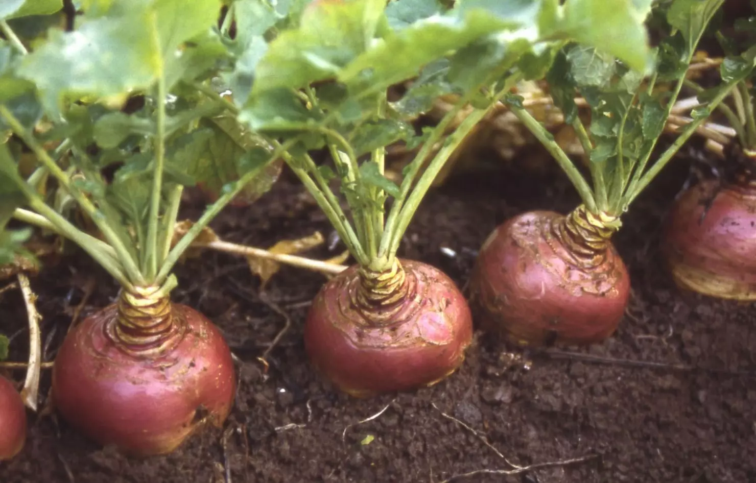 Rutabaga y nabo: cuál es la diferencia, diferencias, foto.