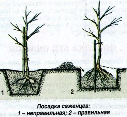 Springazda we güýzde tiken (gara tiken) ekmek: kesikler, tohumlar 1474_1