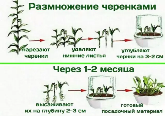 Садење трње (црни цветови) во пролет и есен: сечи, семиња 1474_10