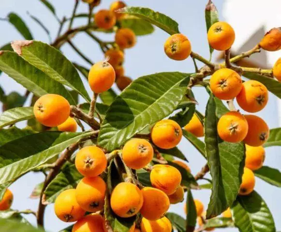 Medlar: wat is it foar fruit, foto's, nuttige eigenskippen en kontraindiken, hoe te iten 1476_1